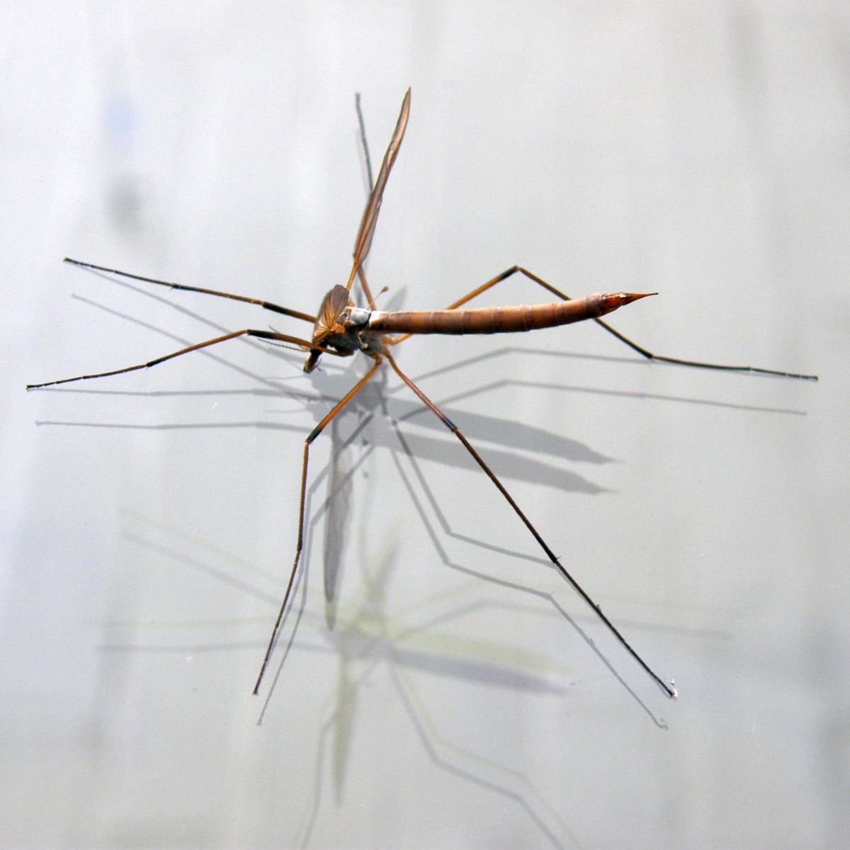 Qu’est ce que le moustique cousin ou tipule - Moustiques tigres